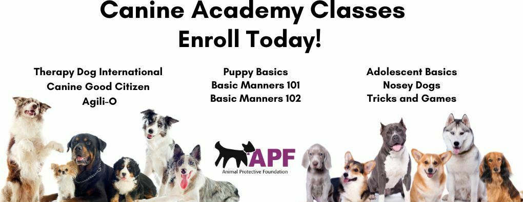 Canine Academy